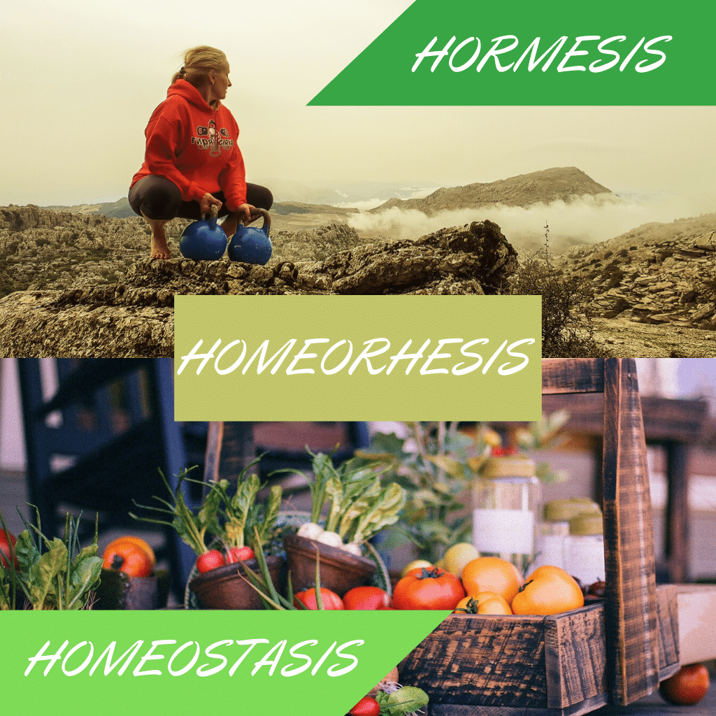 Accueil - homeorhesis-coaching - Retrouvez une meilleure santé